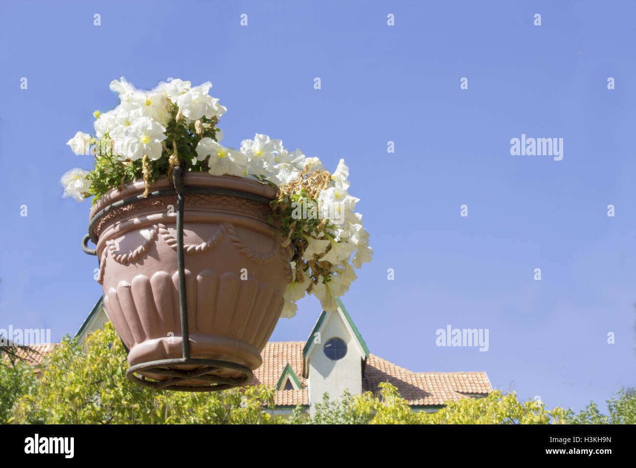 Vase Of White Flowers