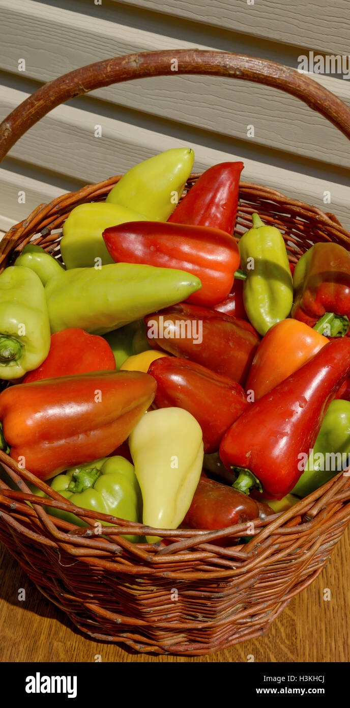 Close-up of wicker basket full of sweet pepper of bright colors in ...