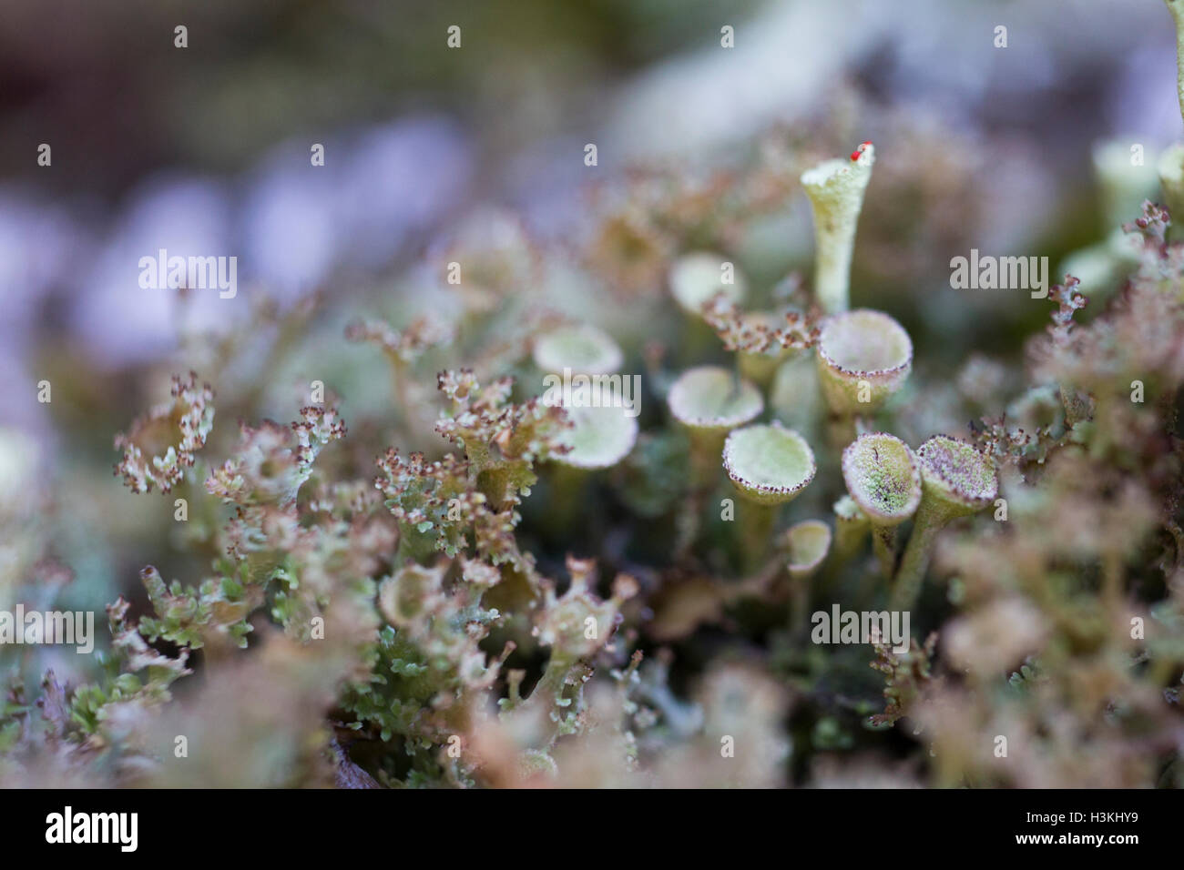 lichens macro shot Stock Photo - Alamy