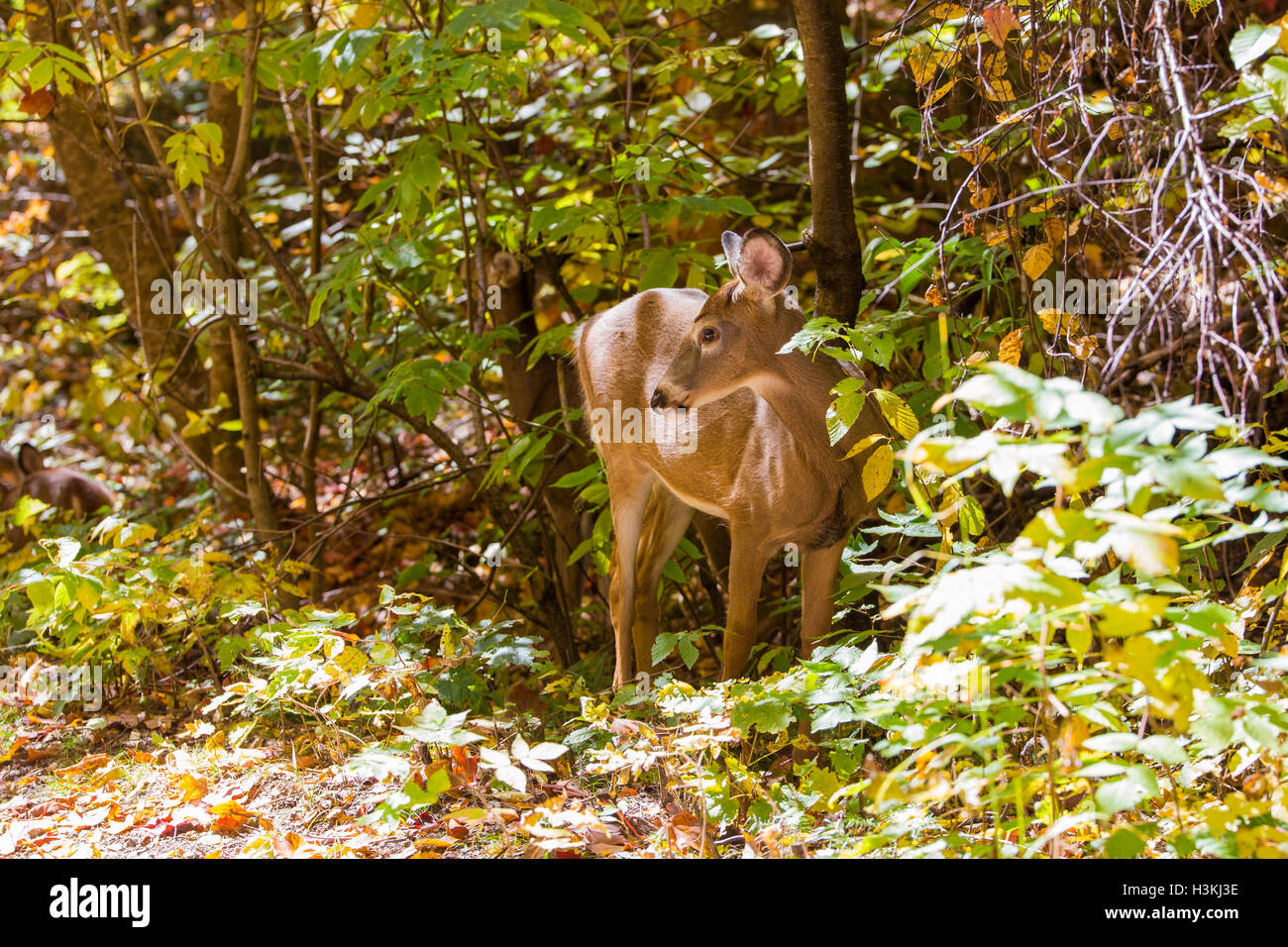 Early morning Whitetail deer female (Odocoileus virginianus) in autumn ...