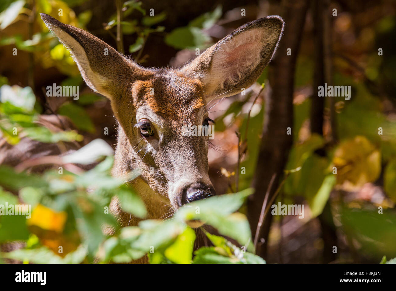 Two whitetails hi-res stock photography and images - Alamy