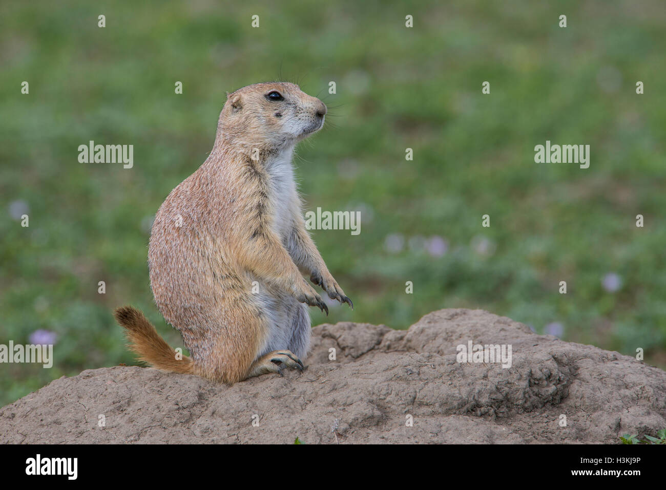 Black-tailed Prairie Dog at den, Cynomys ludovicianus Theodore ...