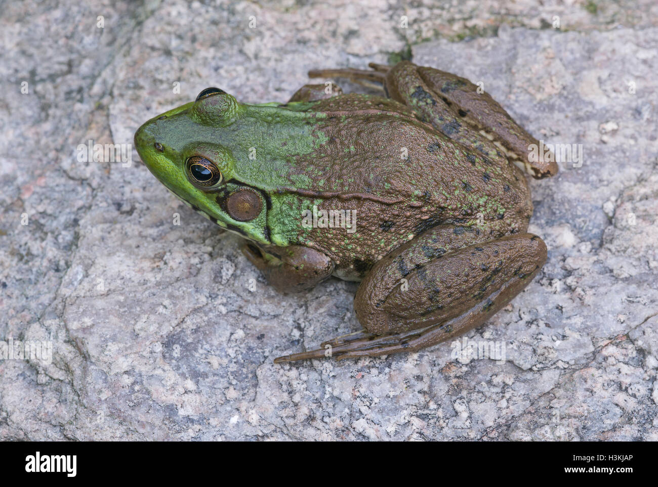 Green Frog Rana clamitans sitting on rock Eastern USA Stock Photo - Alamy
