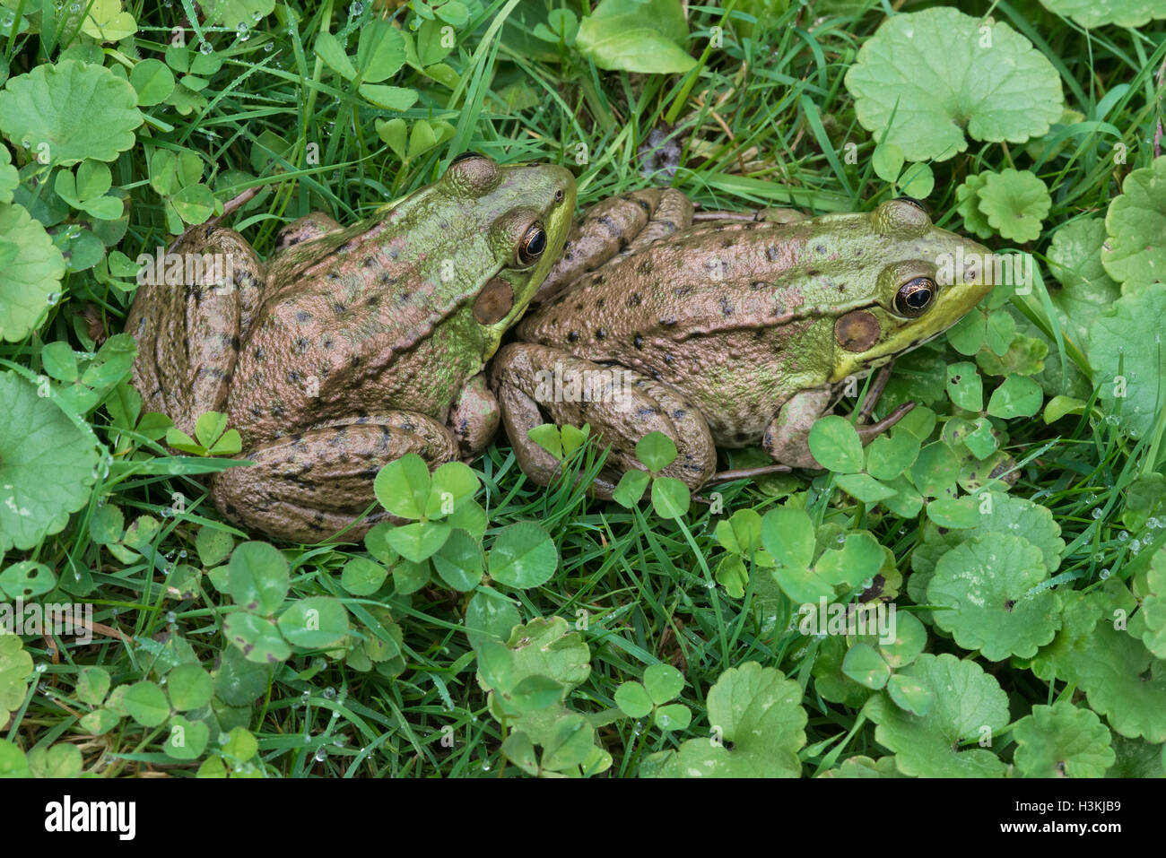 Semi aquatic ectothermic hi-res stock photography and images - Alamy