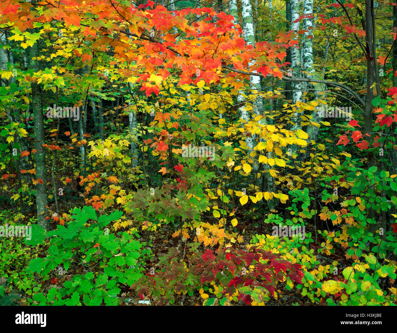 Autumn colors at Banning State Park, Eastern deciduous forest ...