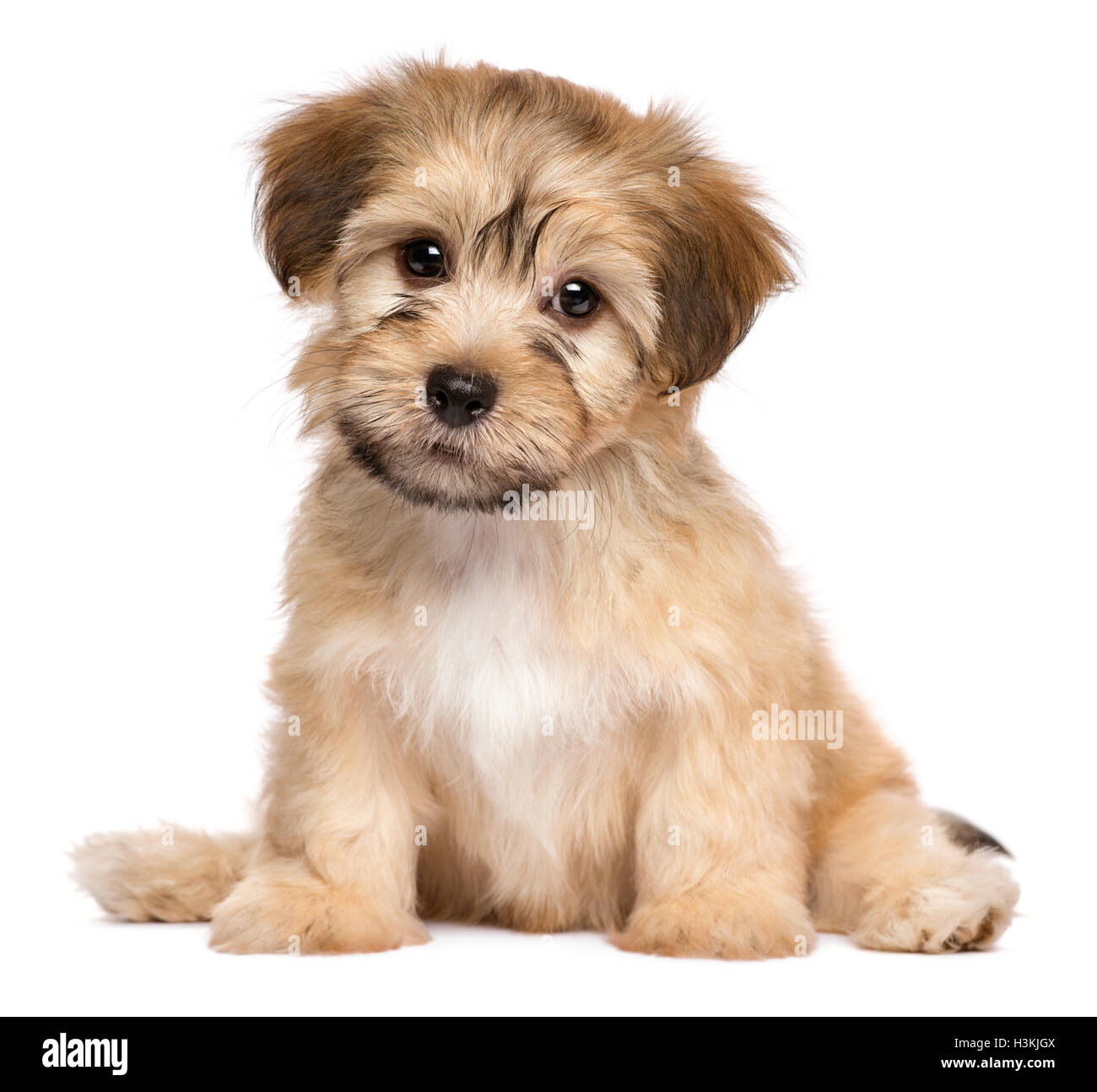 Havanese pup hi-res stock photography and images - Alamy