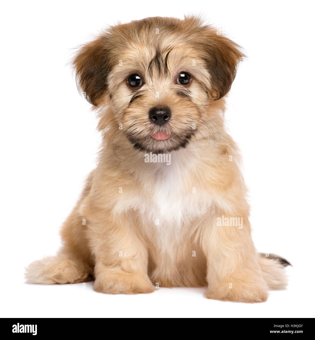 Cute sitting havanese puppy dog Stock Photo - Alamy