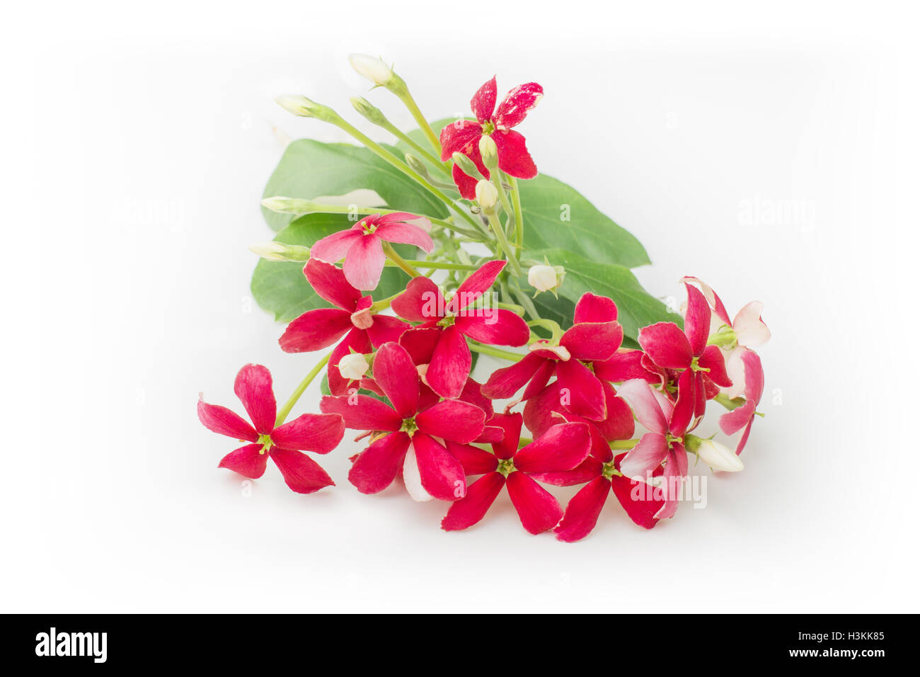 Deep pink of Rangoon Creeper flowers isolated white Stock Photo - Alamy
