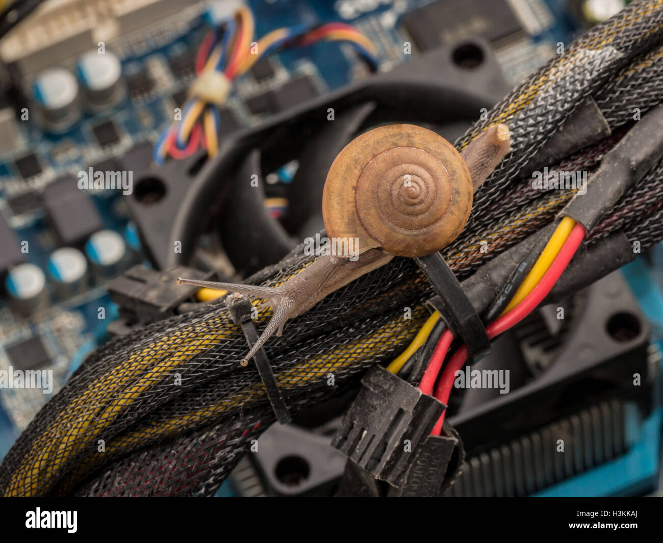 Snail on serviced personal computer concept for slowly, error, virus ...