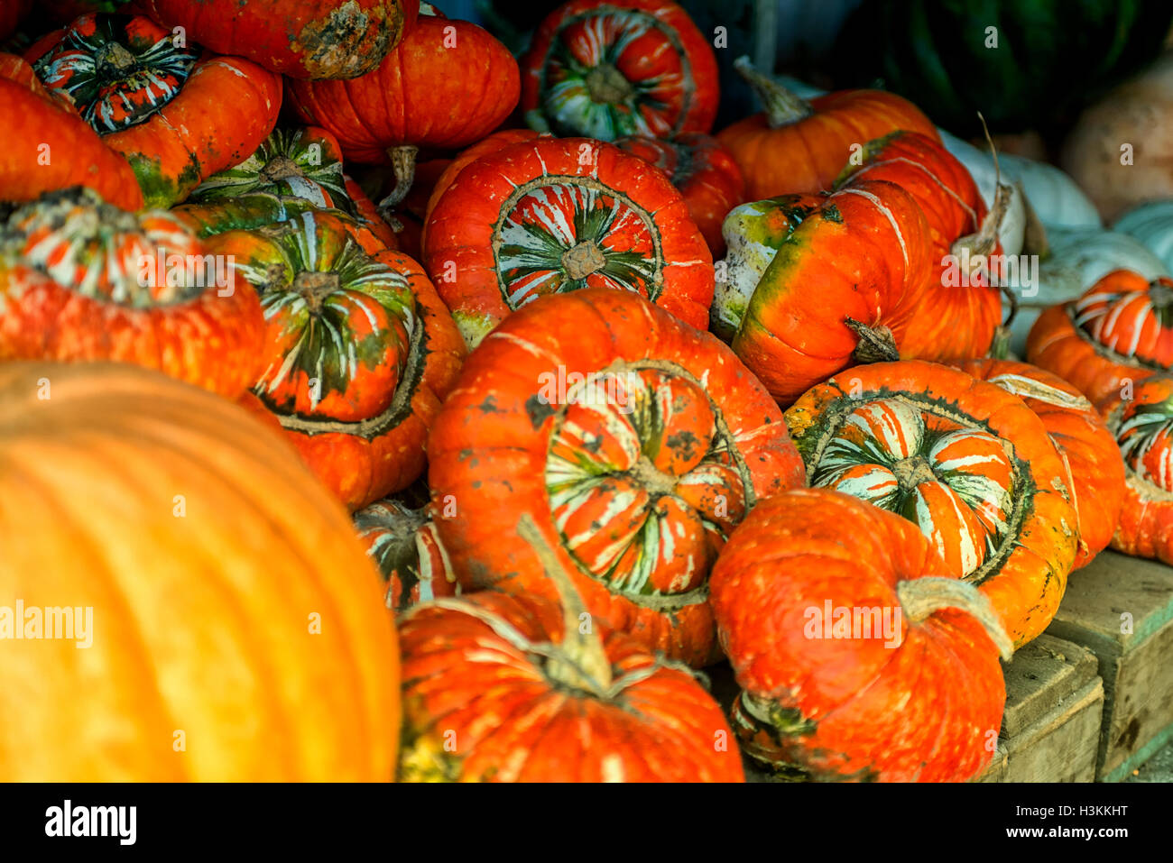 Pumpkin Patch Farm Series - Lot of Fresh and small Pumpkins ready to ...