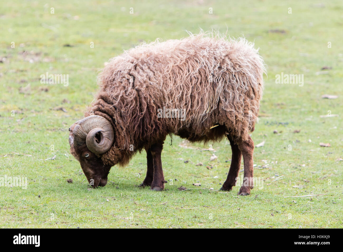Brown Icelandic sheep with curled horns in grassland Stock Photo - Alamy