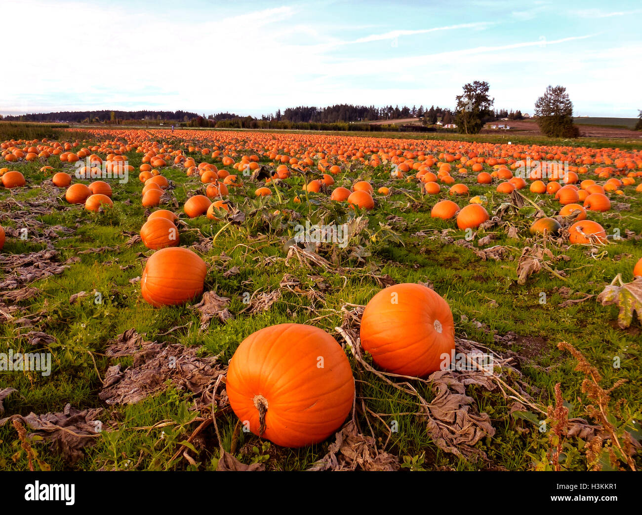 24 patch hi-res stock photography and images - Alamy