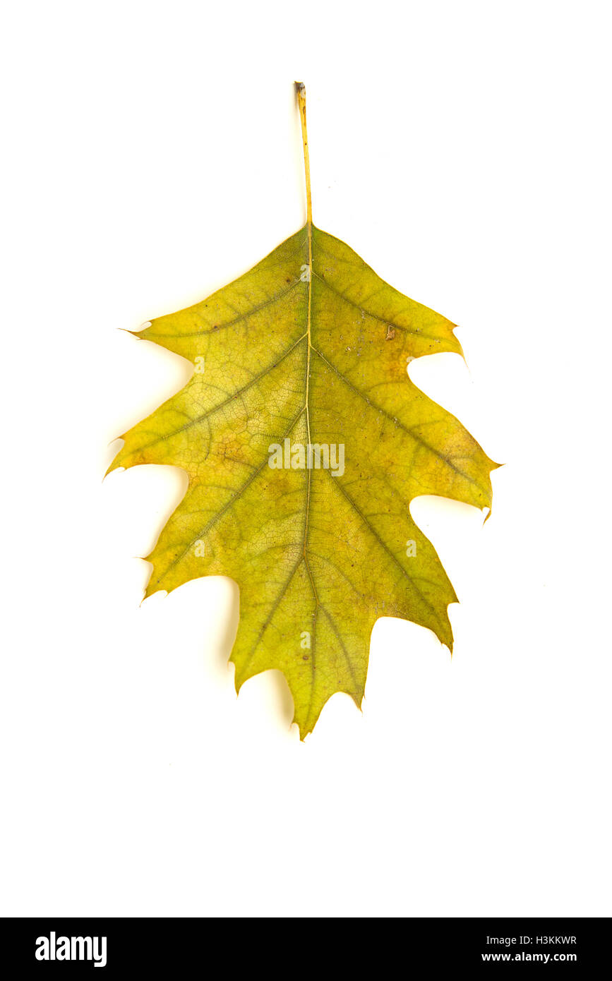 Fallen autumn leaf of a oak tree on over white Stock Photo - Alamy