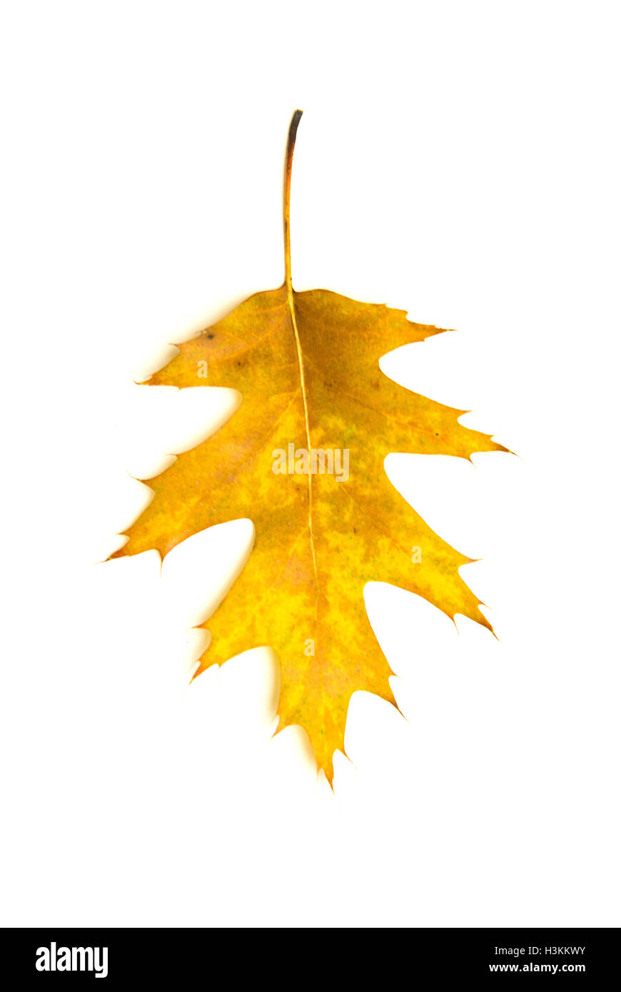 Fallen autumn leaf of a oak tree on over white Stock Photo - Alamy