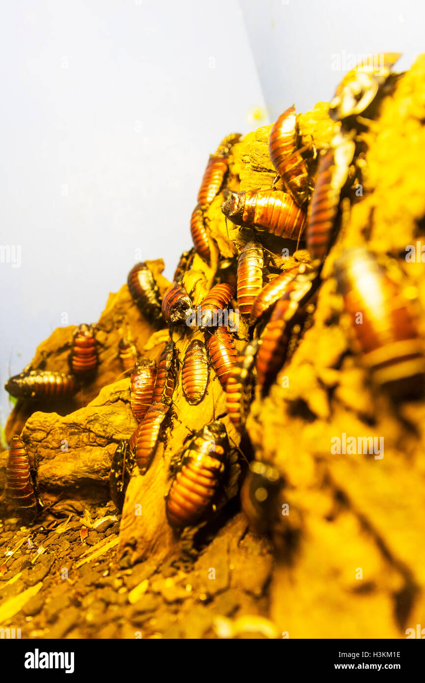 Cockroaches infestation hi-res stock photography and images - Alamy