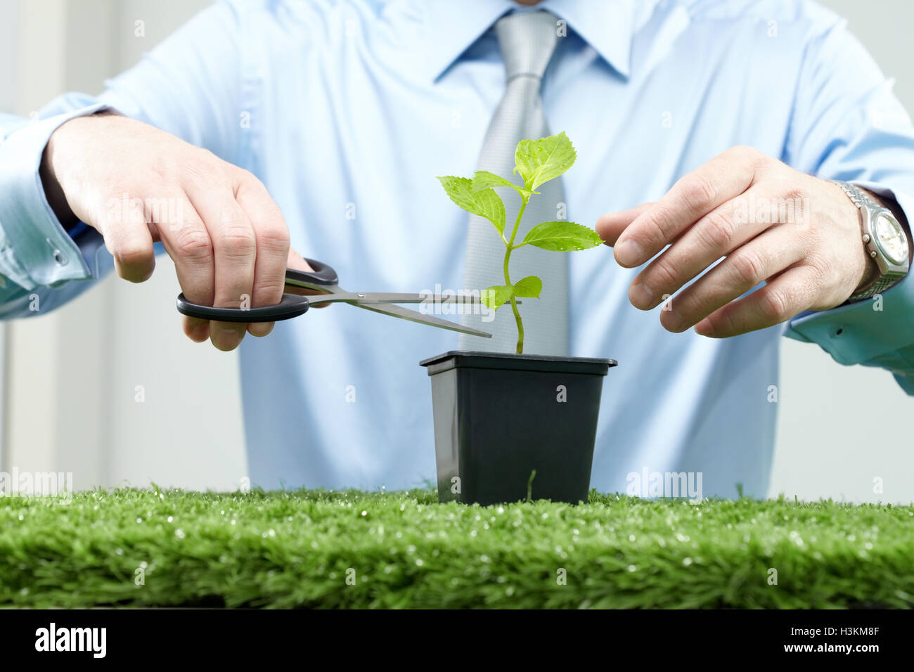 Looking after a plant Stock Photo - Alamy
