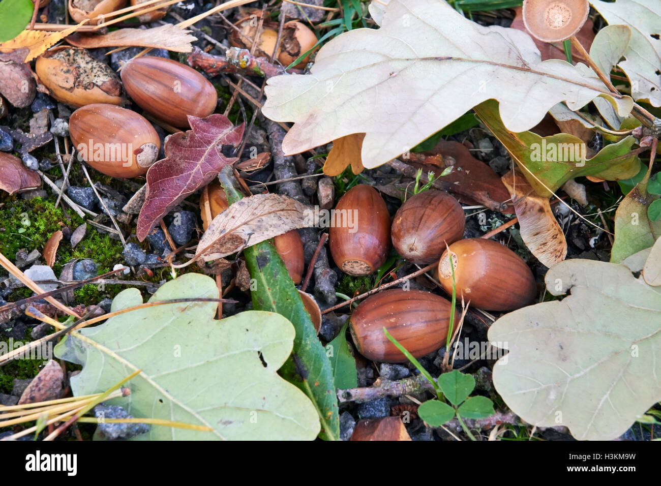 Acorns on the ground Stock Photo - Alamy