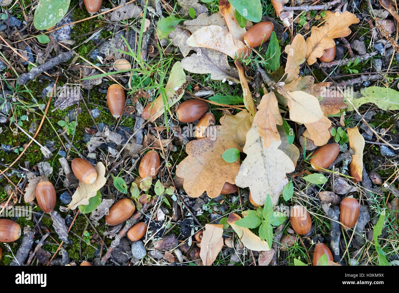 Acorns on the ground Stock Photo - Alamy