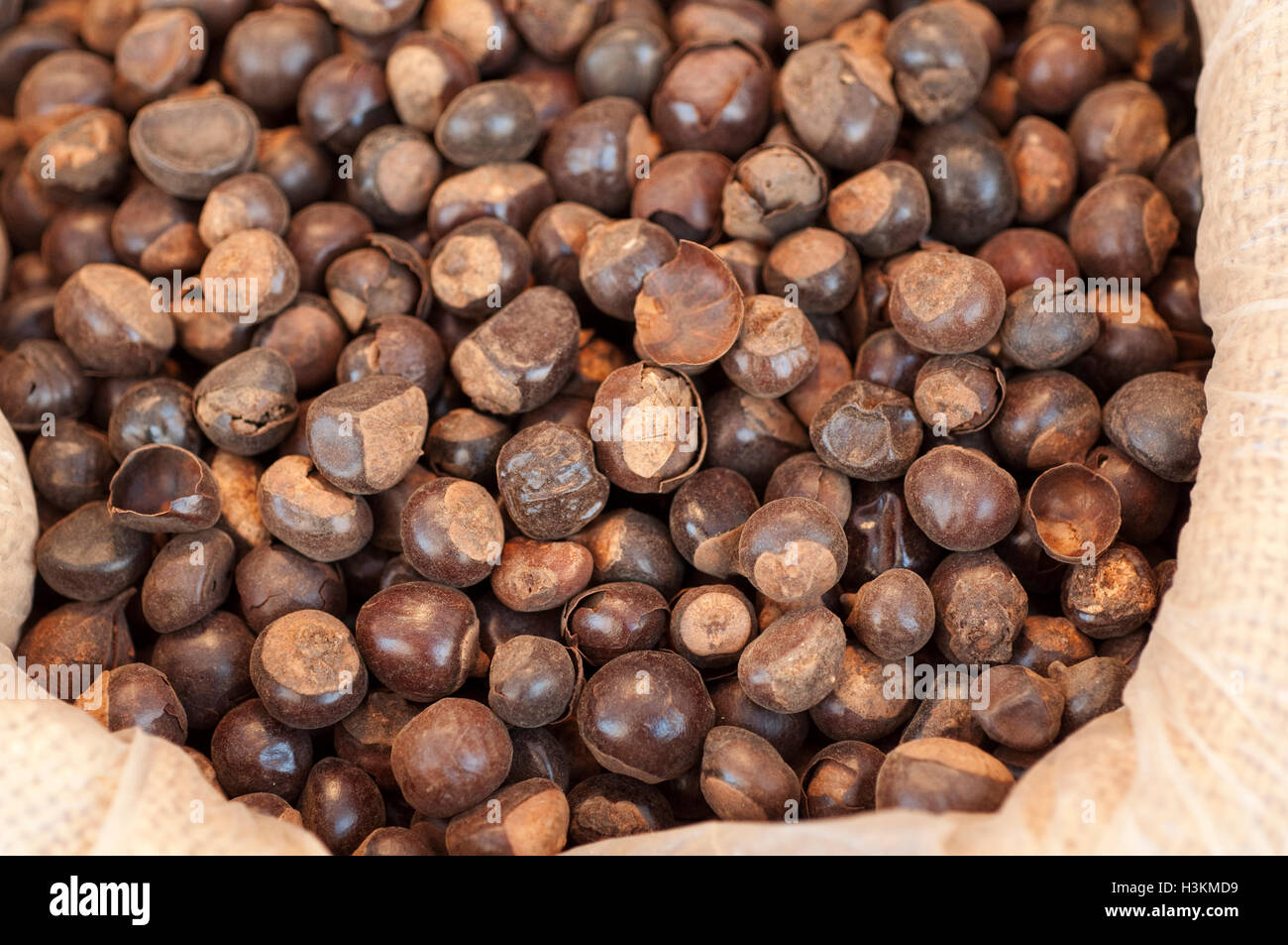 Guarana Seeds, Paullinia Cupana Stock Photo - Alamy
