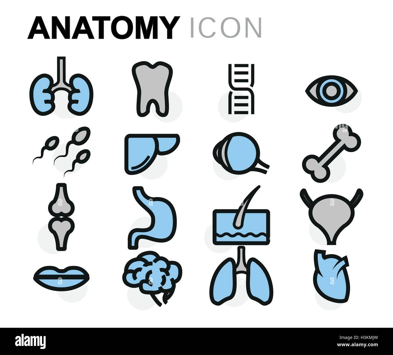 Vector flat line anatomy icons set on white background Stock Vector ...