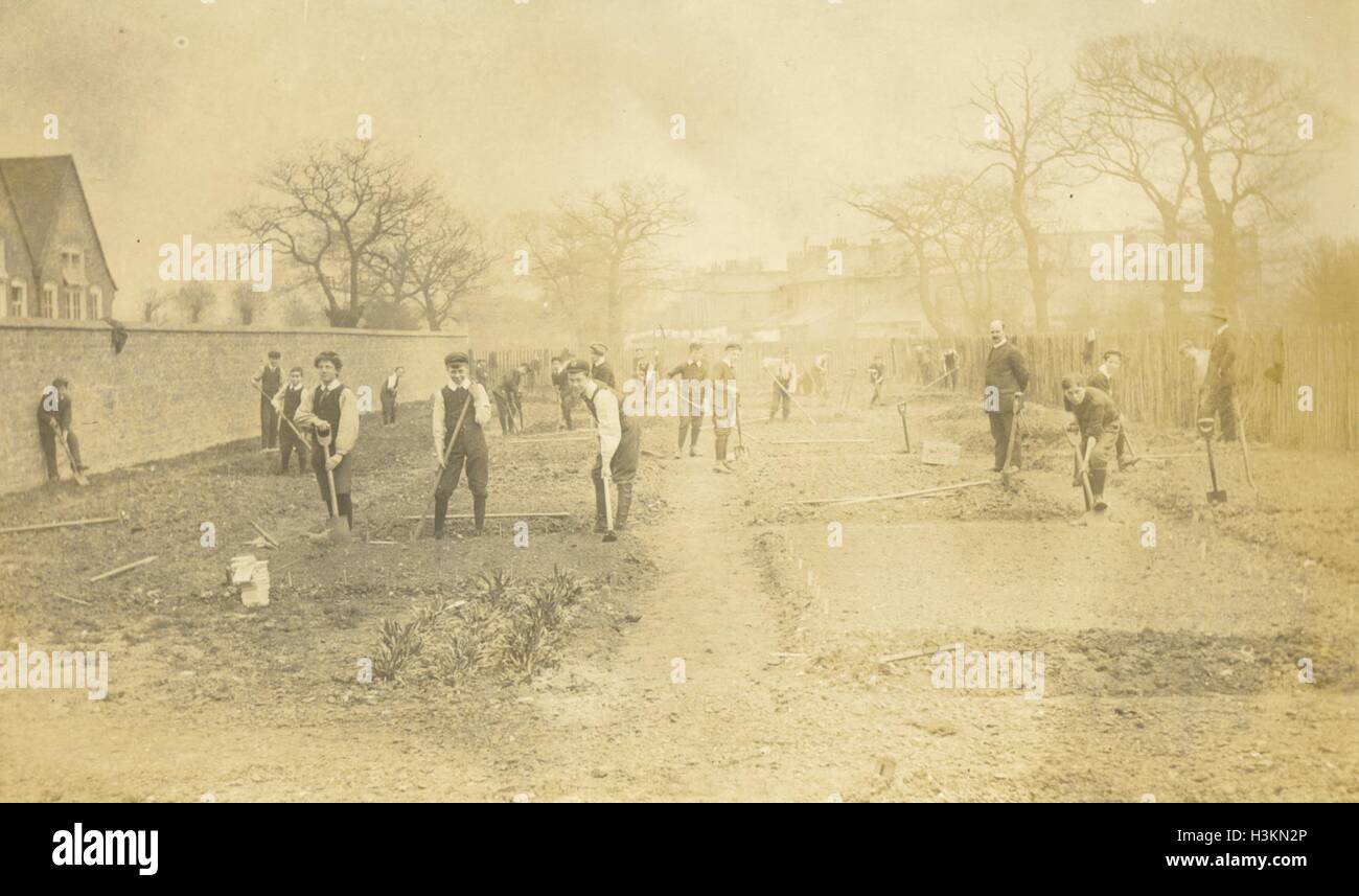 World War One schoolboys cultivating their allotments Stock Photo - Alamy