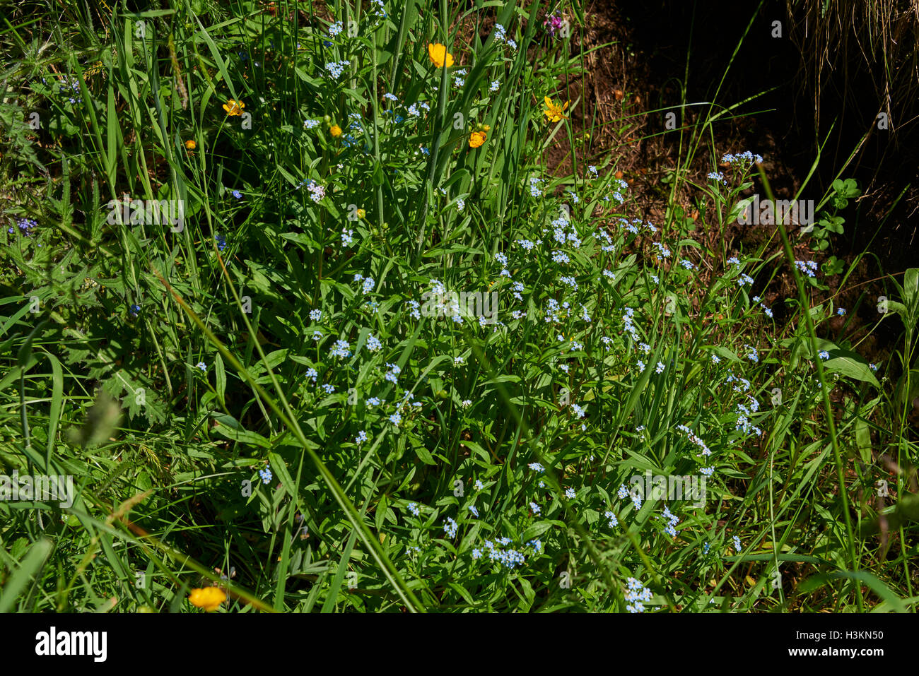 Bush bushes flower hi-res stock photography and images - Alamy