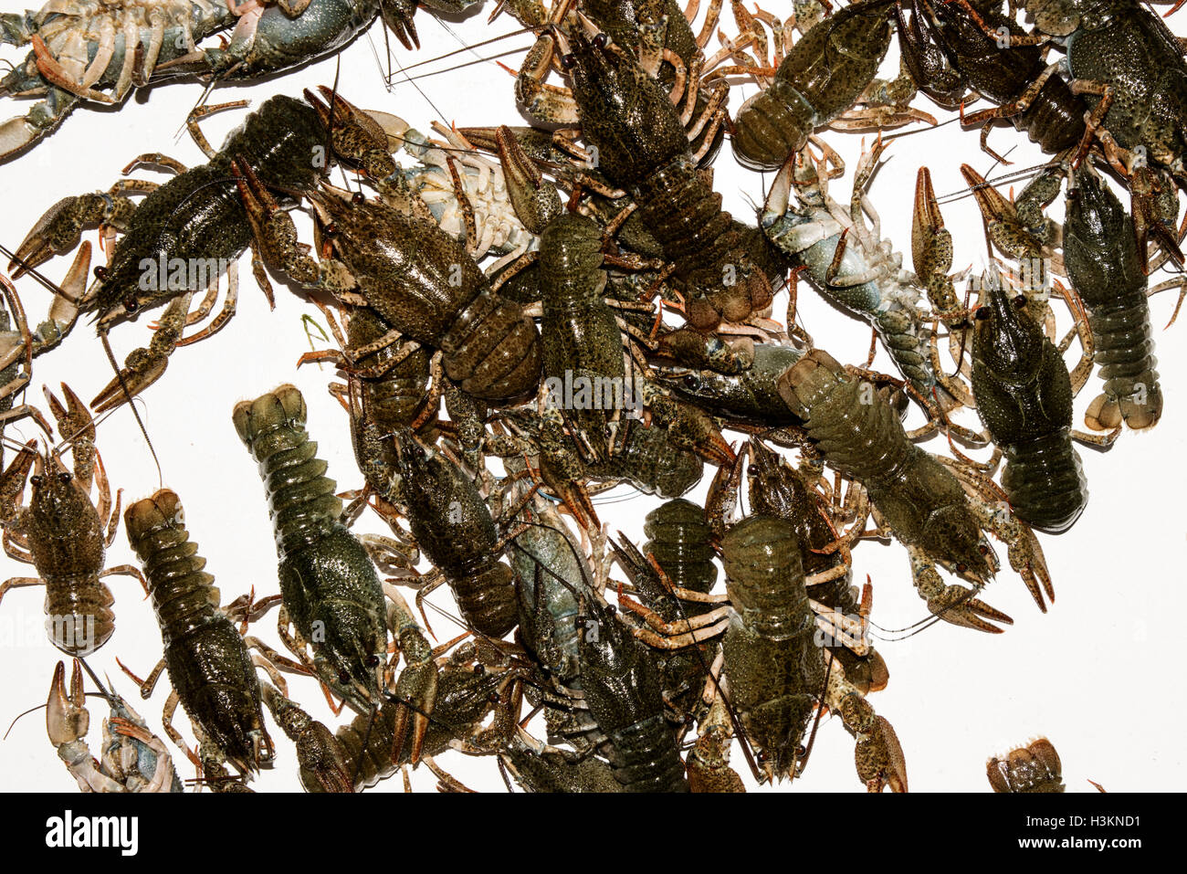 Alive crayfish isolated on white background, live crayfish closeup ...