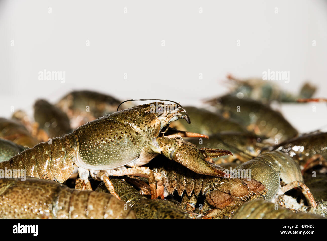 Alive crayfish isolated on white background, live crayfish closeup ...