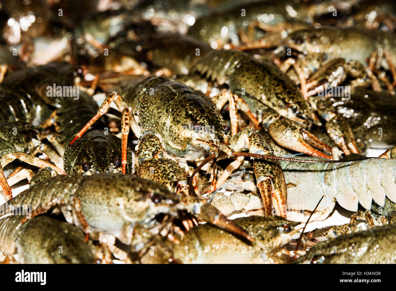 Alive crayfish isolated on white background, live crayfish closeup ...