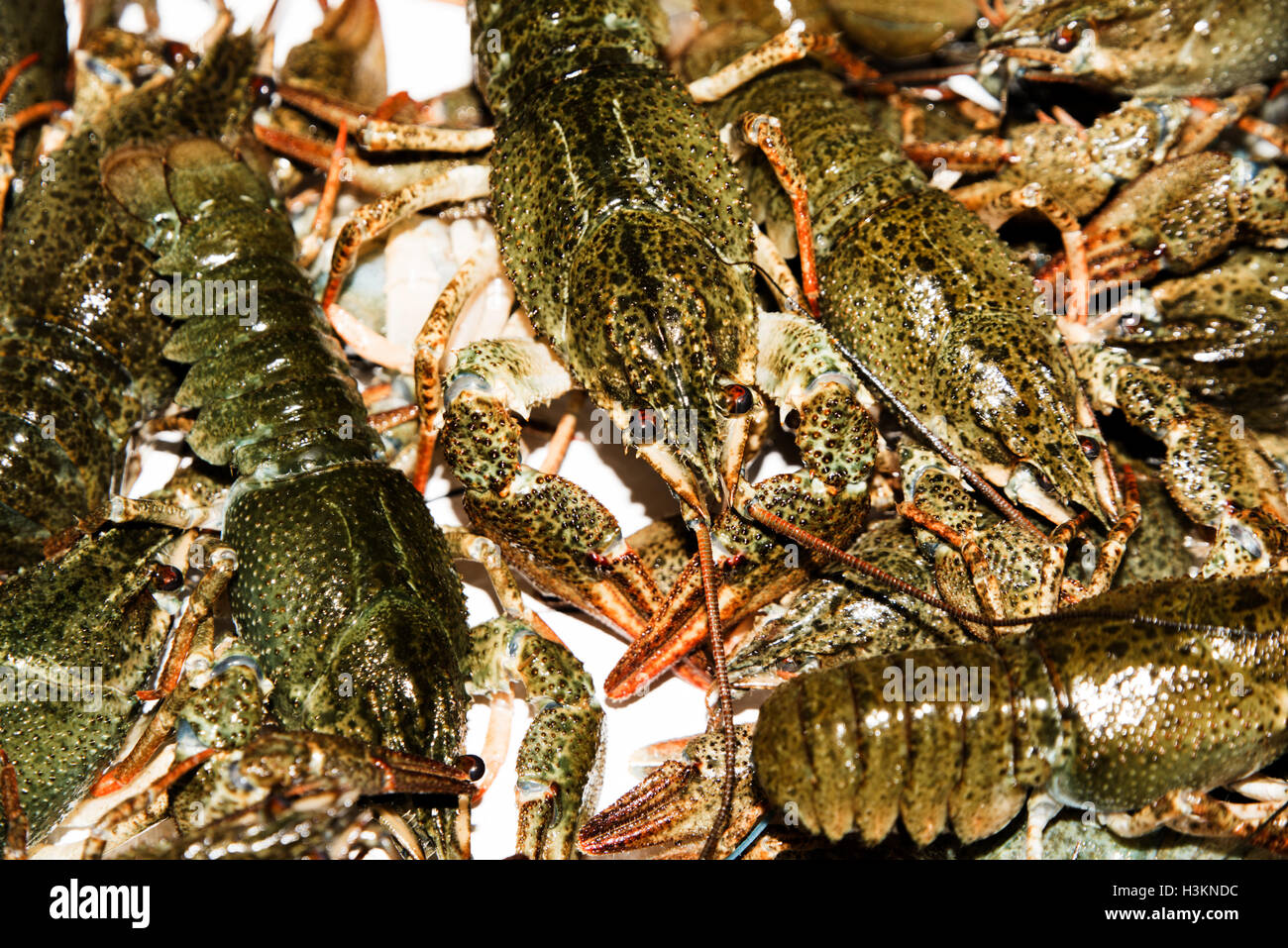 Alive crayfish isolated on white background, live crayfish closeup ...