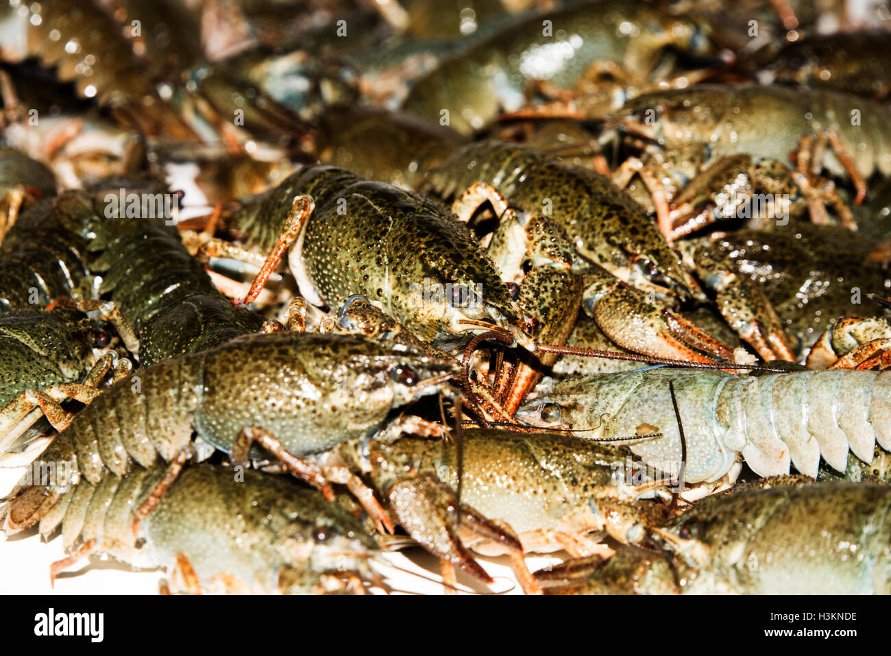 Alive crayfish isolated on white background, live crayfish closeup ...