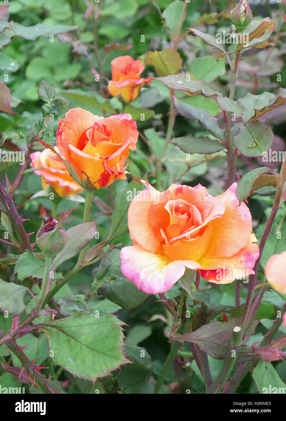 Orange pink roses on bush hi-res stock photography and images - Alamy