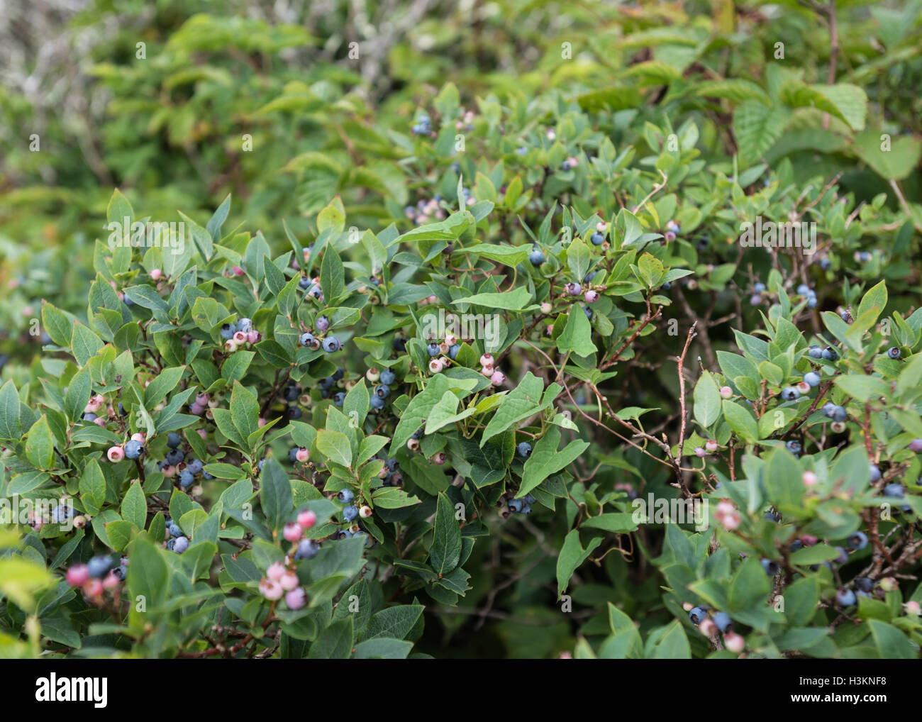 Wild blueberries in detail hi-res stock photography and images - Alamy
