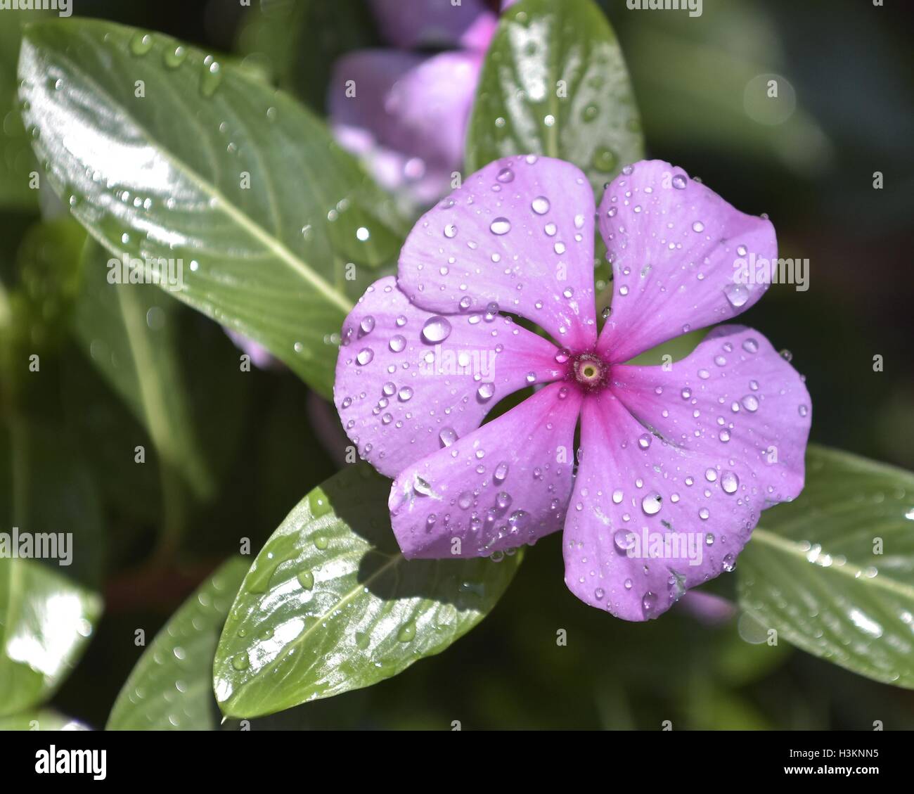 a flower called, yesterday today tomorrow Stock Photo - Alamy a flower called, yesterday today tomorrow Stock Photo - Alamy