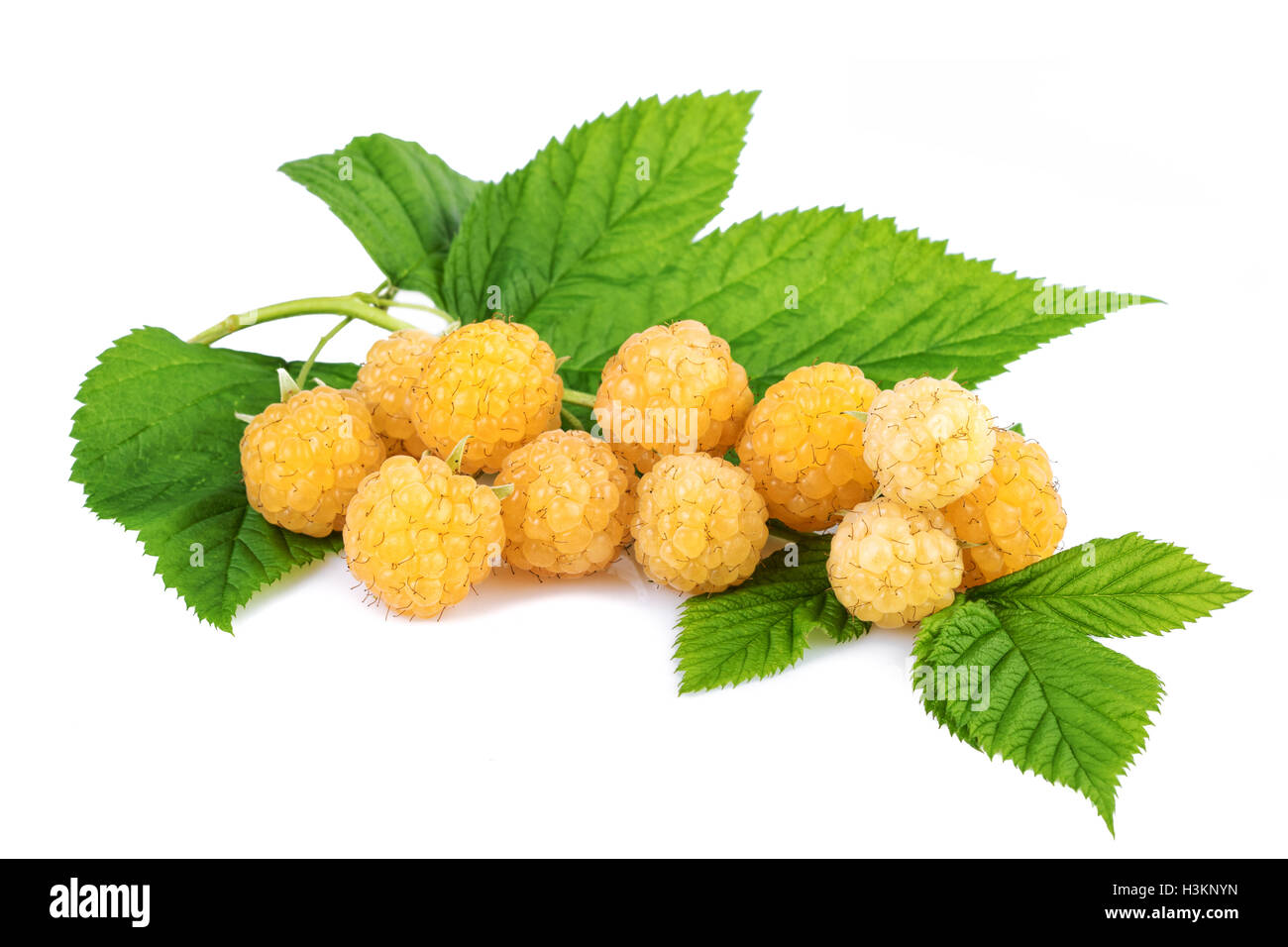 Yellow Raspberry Garden High Resolution Stock Photography and Images ...
