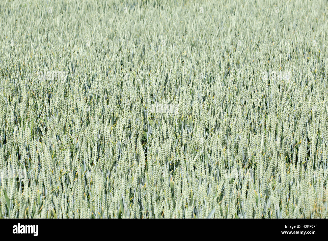 field of wheat Stock Photo - Alamy