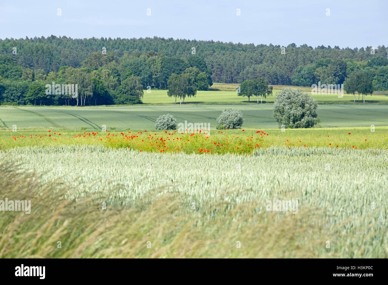 Spring forest at the cornfield hi-res stock photography and images - Alamy