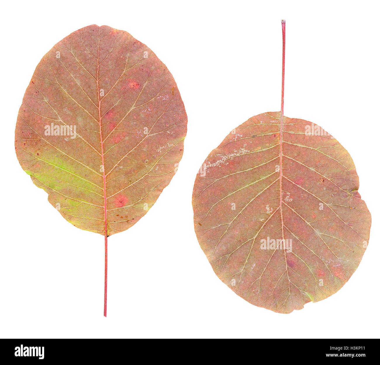 Flat autumn forest set Cut Out Stock Images & Pictures - Alamy