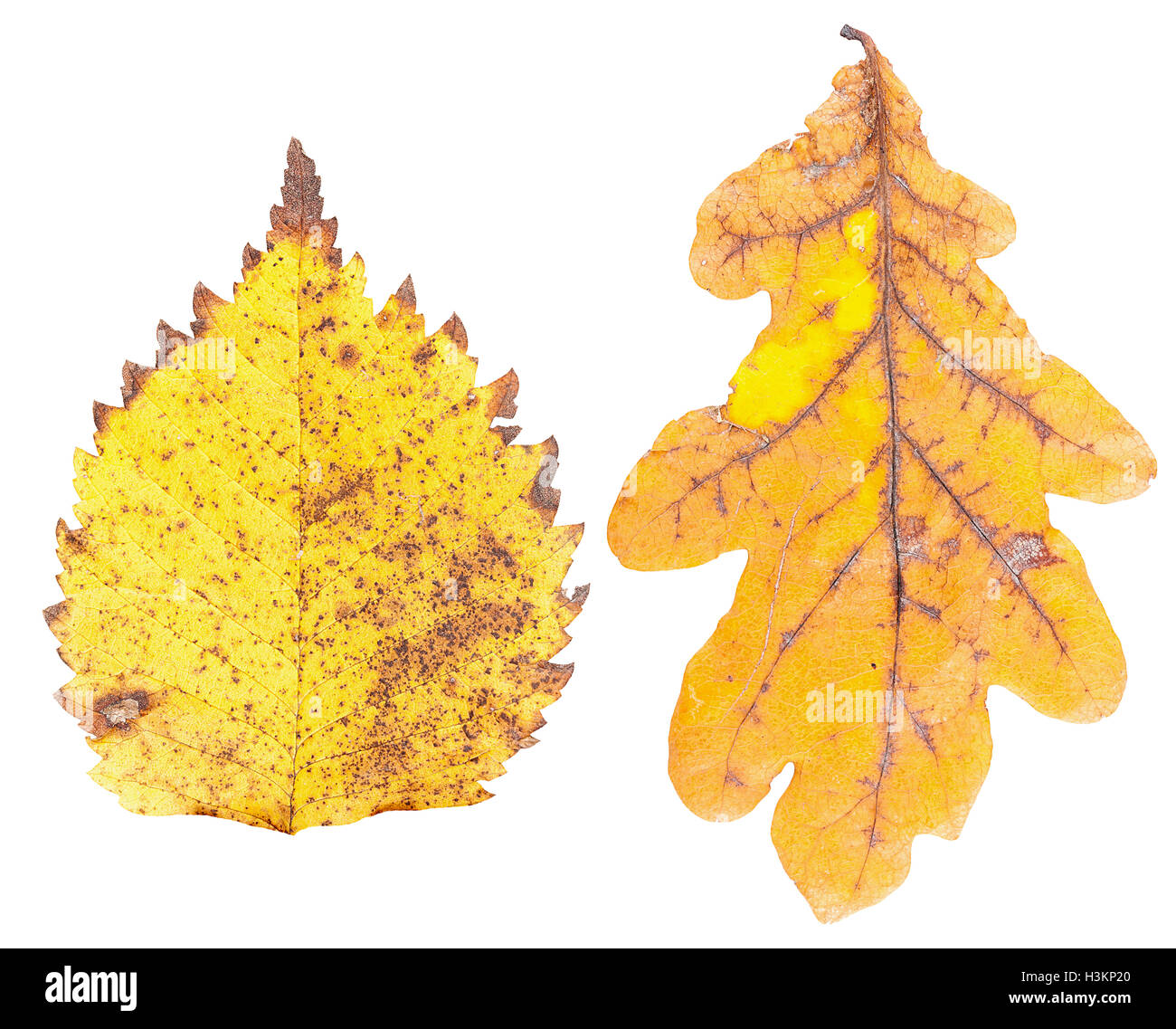 Set of autumn leaves oak elm isolated Stock Photo - Alamy