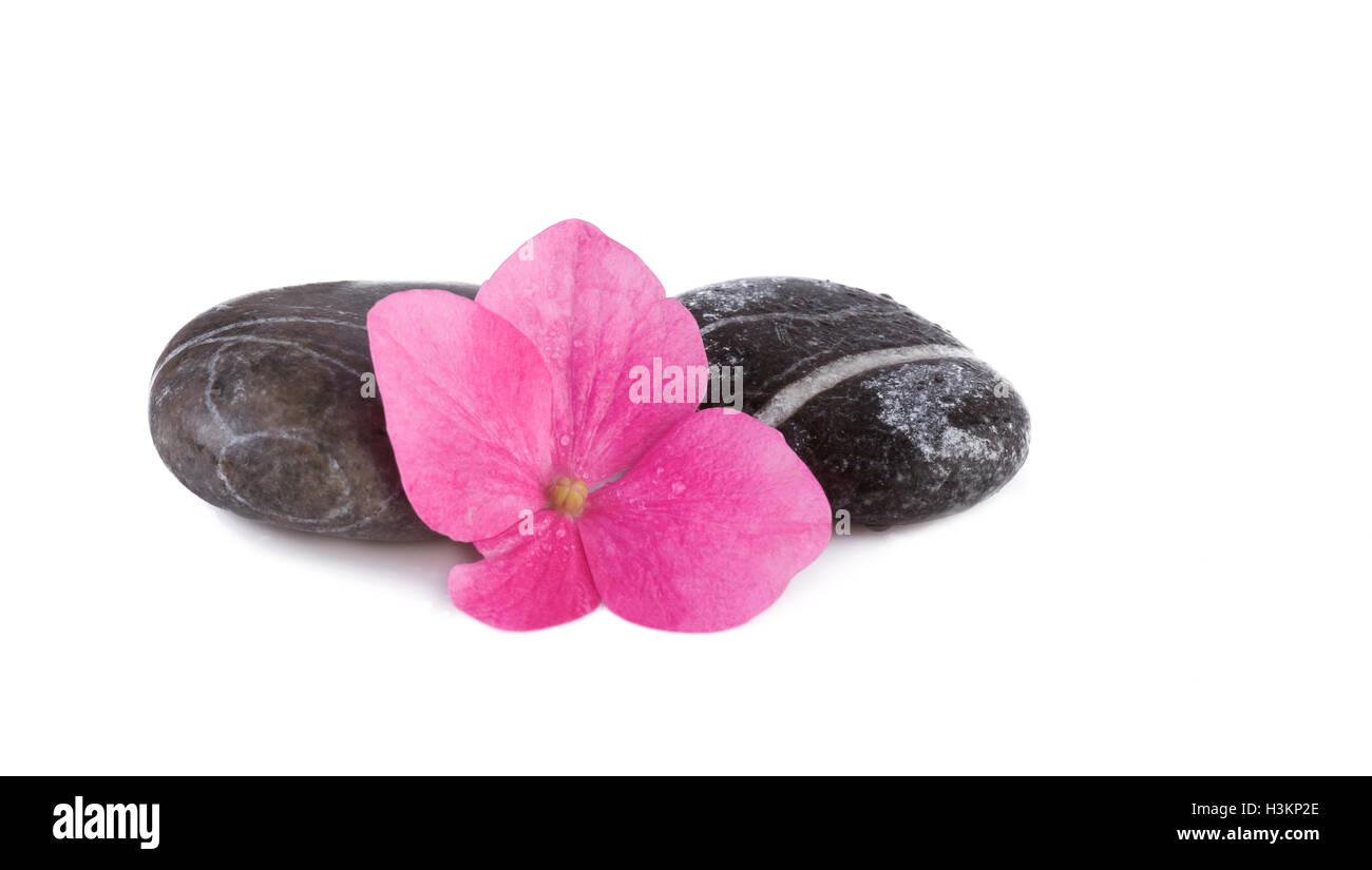 Pink flower pattern Cut Out Stock Images & Pictures - Alamy