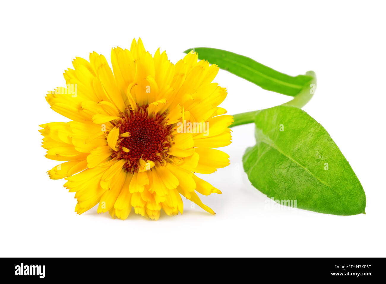 Calendula flower or common marigold flower Calendula officinalis ...