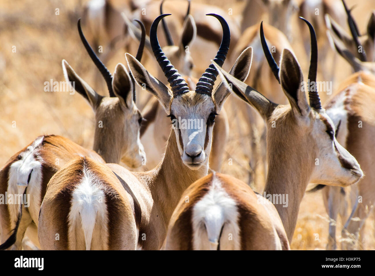 Springbok turning its neck and looking into the camera Stock Photo - Alamy