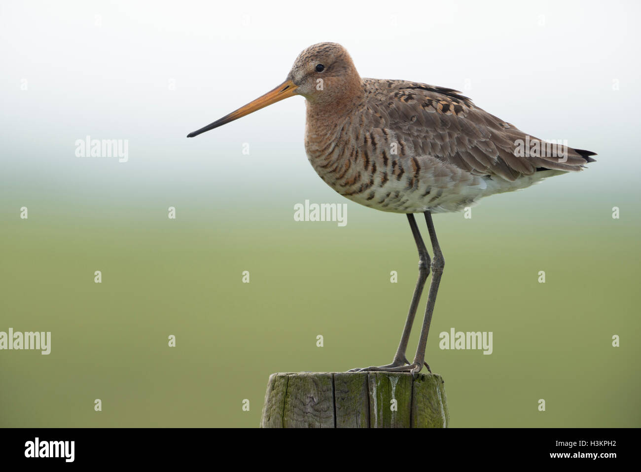 Images sitting on the fence hi-res stock photography and images - Alamy