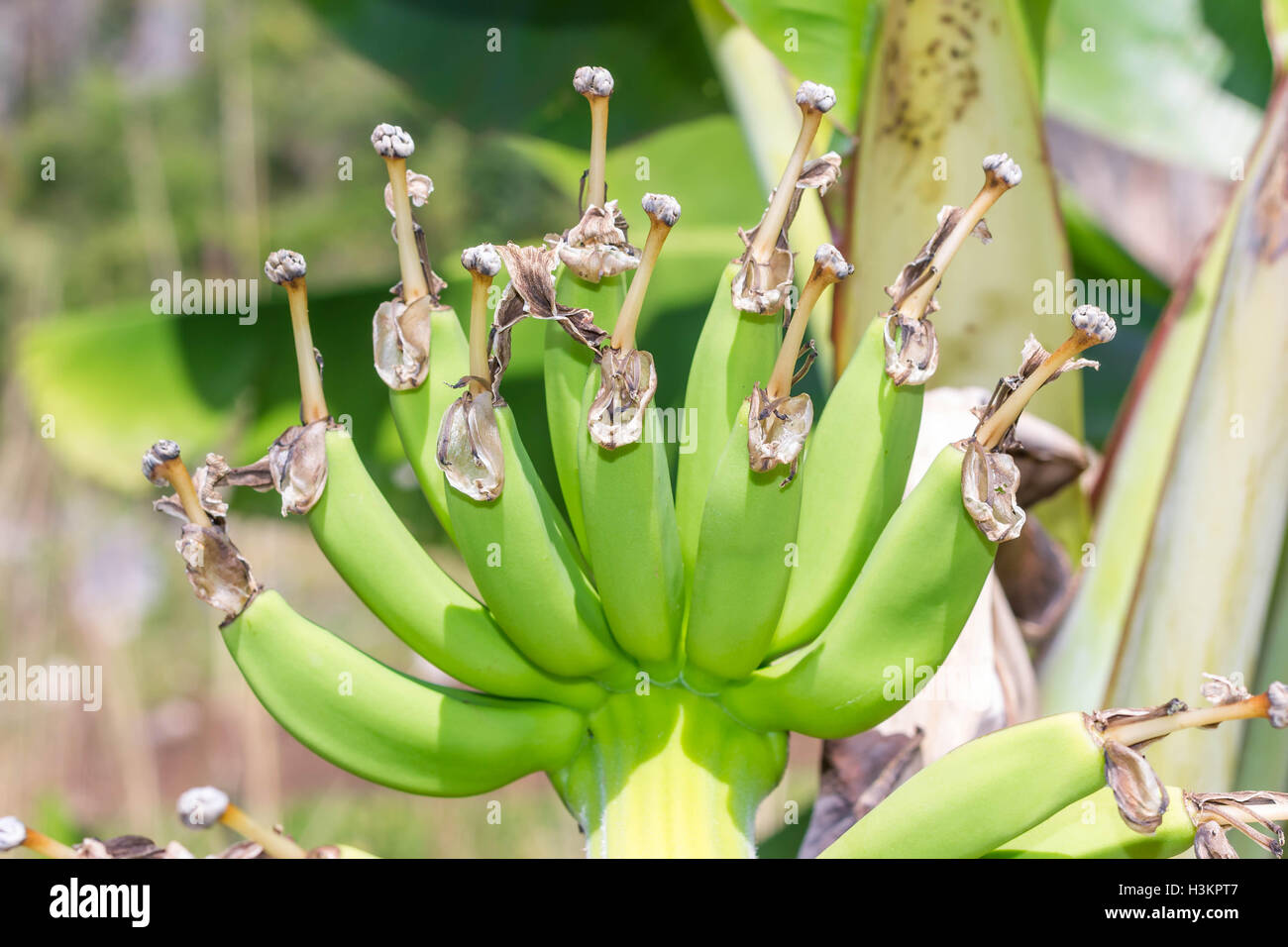 Baby bananas are sprouting out Stock Photo - Alamy