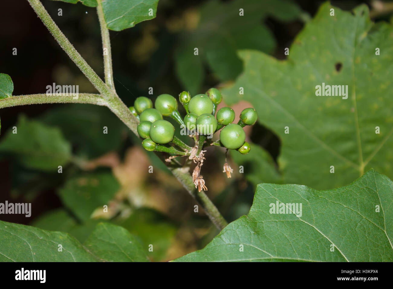 Turkey berry hi-res stock photography and images - Alamy