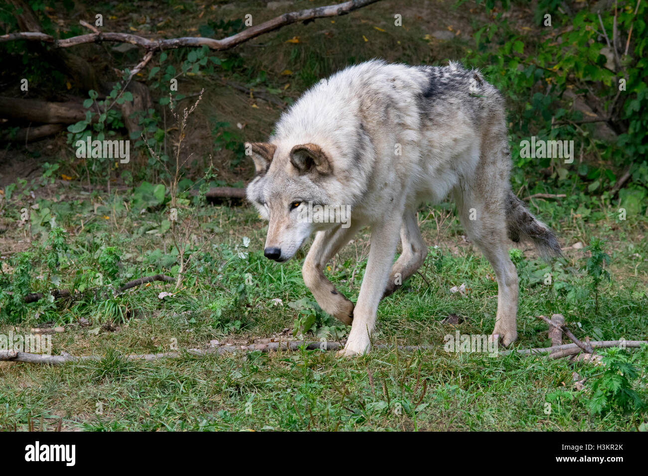 A Timber Wolf Stock Photo - Alamy