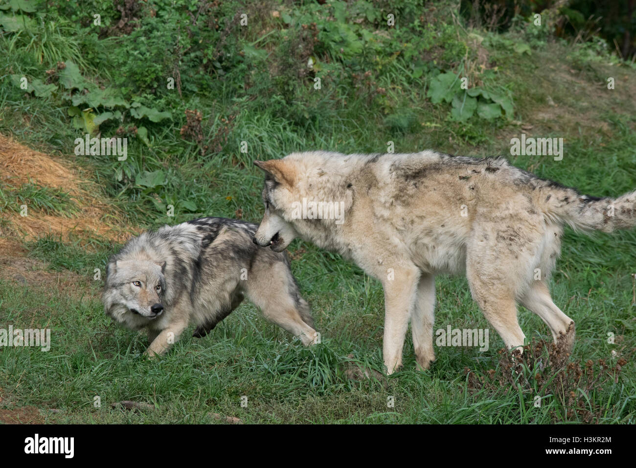 A pair of Timber Wolves at the Ecomuseum, Quebec Stock Photo - Alamy