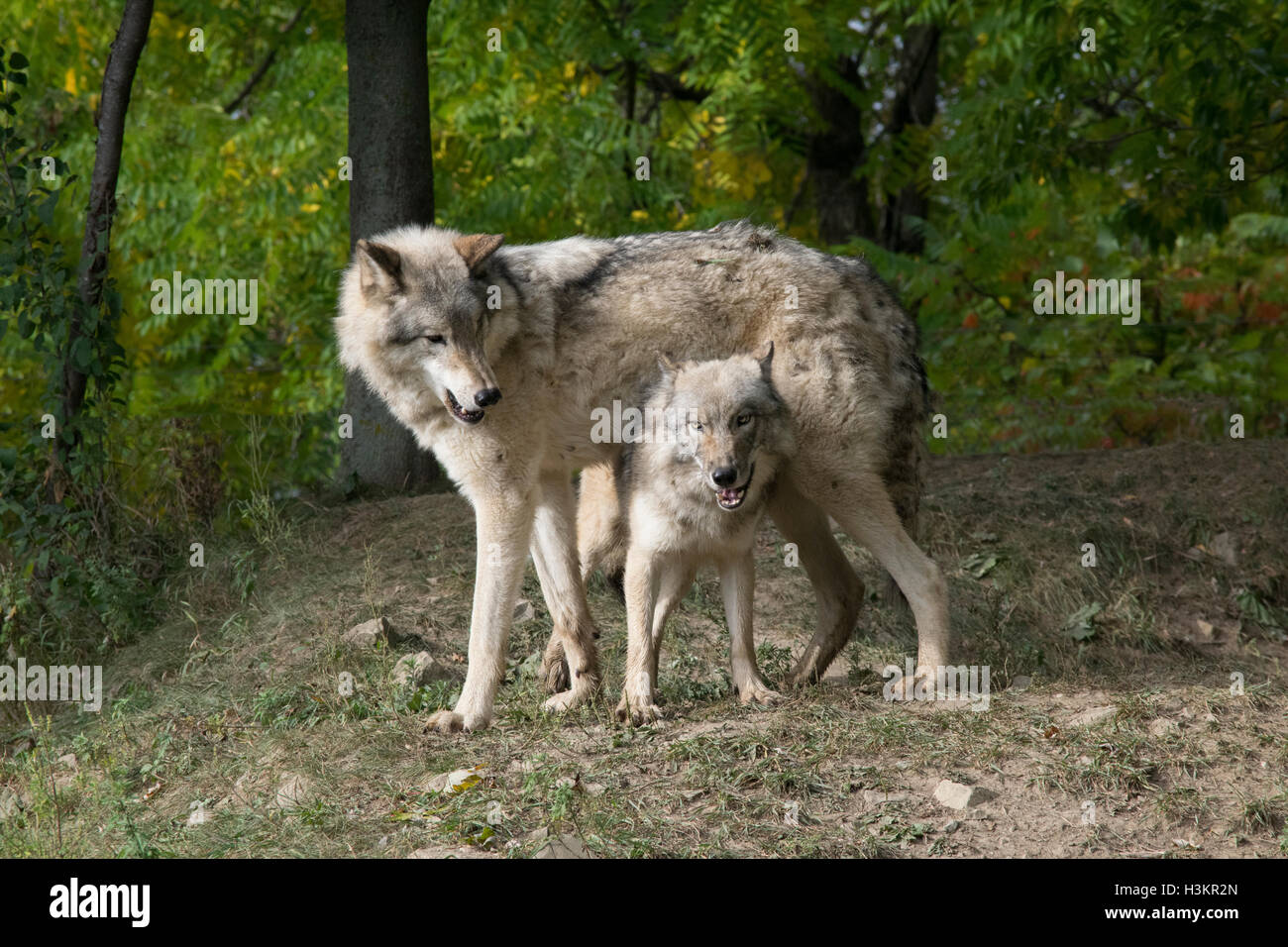A pair of Timber Wolves at the Ecomuseum, Quebec Stock Photo - Alamy