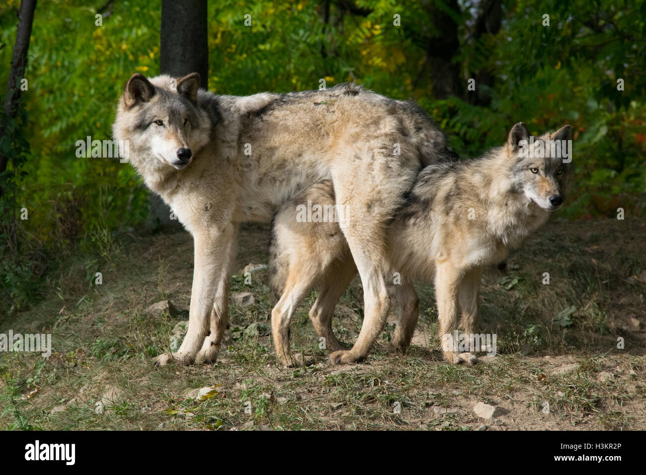 A pair of Timber Wolves at the Ecomuseum, Quebec Stock Photo - Alamy