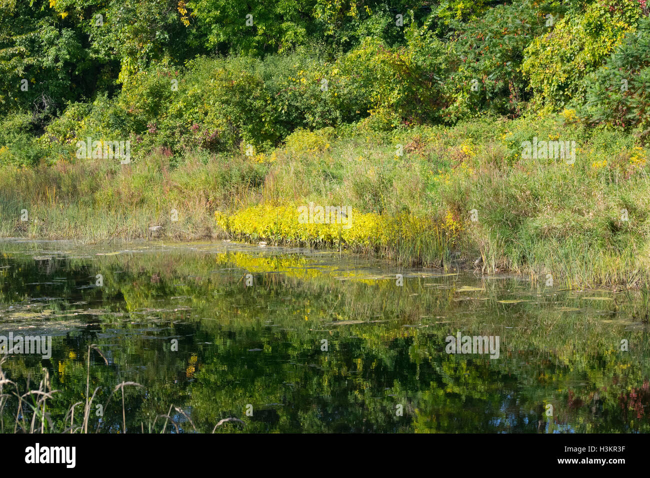 Autumn reflections on a pond, Ile Perrot Stock Photo - Alamy